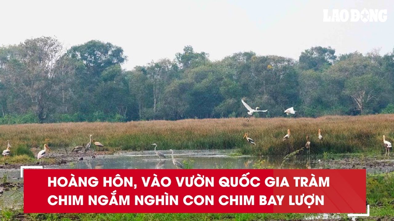 Hoàng hôn, vào Vườn Quốc gia Tràm Chim ngắm nghìn con chim bay lượn ...
