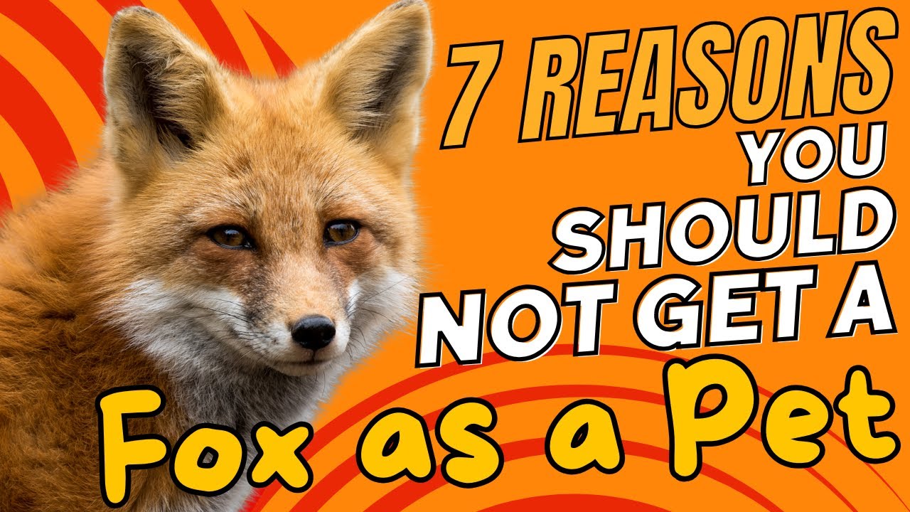 7 Reasons You Should NOT Get a Fox as a Pet 🦊🚫 - YouTube