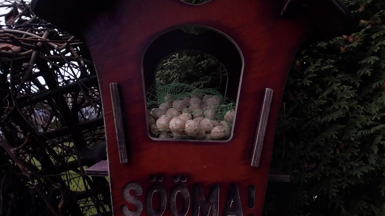 Tihased söögimajas - YouTube