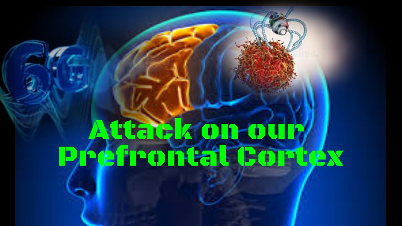 SNEAK PEEK: Attack on our Prefrontal Cortex - Magnetogenetics & CERN ...