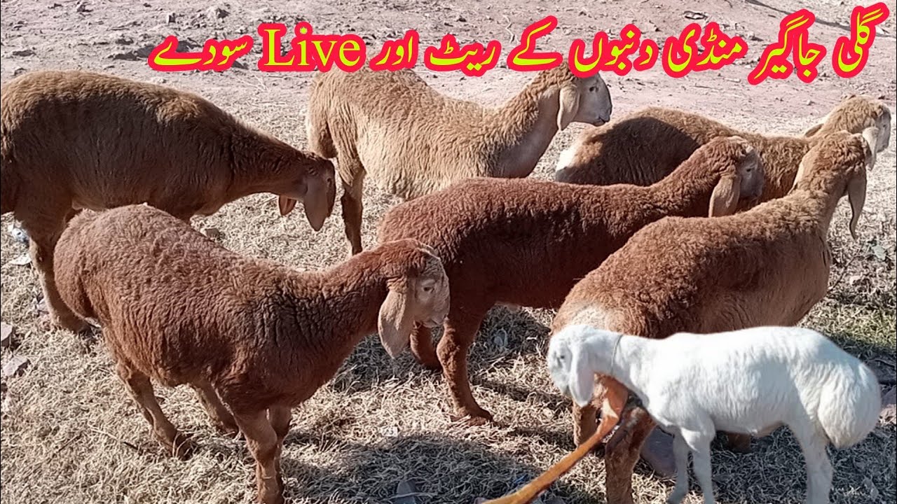 Live Soda Dumba Mandi Gali Jageer | Best Dumba Collection for ...