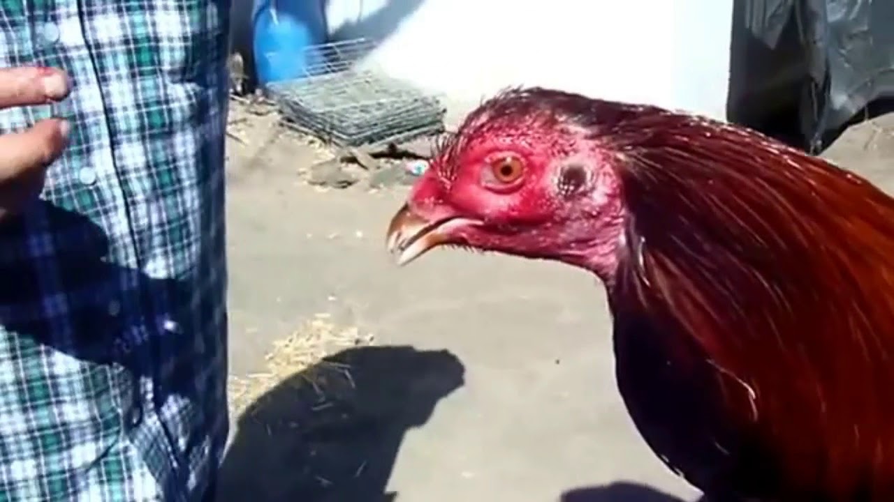 COMO CURAR EL MOQUILLO DE LOS GALLOS - YouTube
