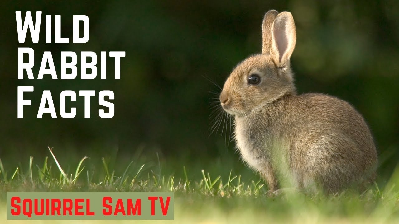 Wild Rabbit Facts 🐿️ ️ Squirrel Sam TV - YouTube