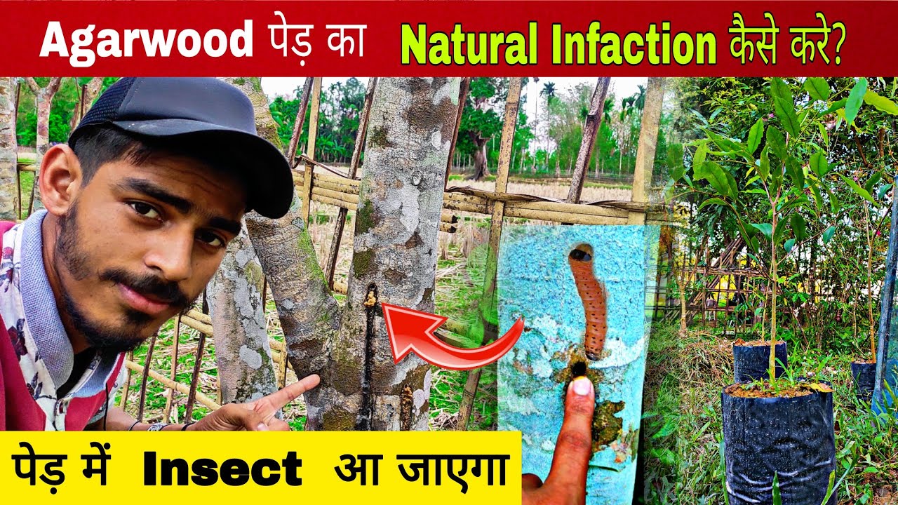 Agarwood पेड़ का Natural Process से Infaction कैसे करे 🐛 || Agarwood ...