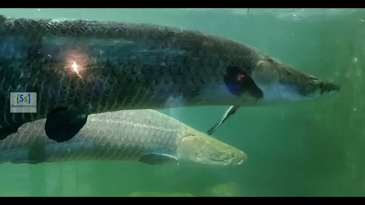 Amazon river monster - Arapaima | #fish #arapaima #amazon - YouTube