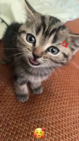 #funnydcat #funny #animals #dog #cat #funnyvideos #funnyvideo #cats # ...