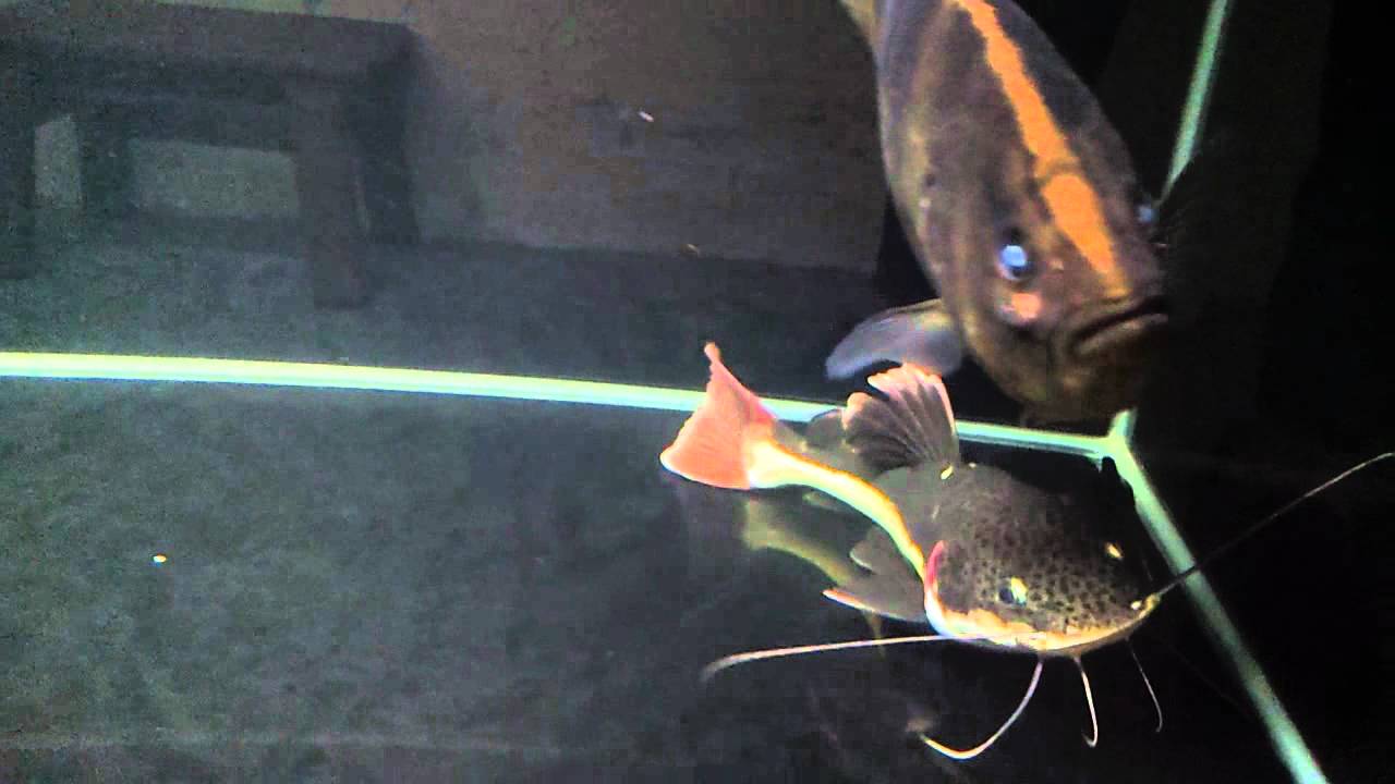 Rtc recovery - YouTube