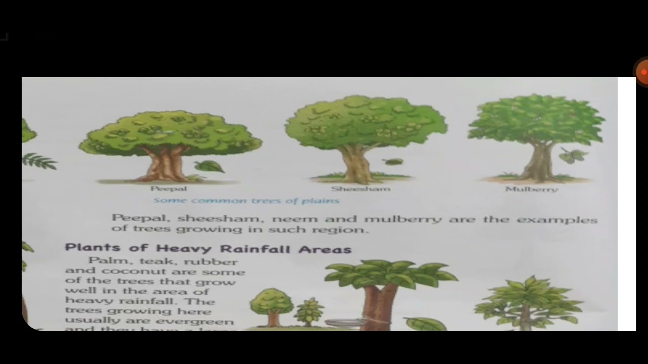 Class 4 Science L-8 Plants: Growth and Survival - YouTube