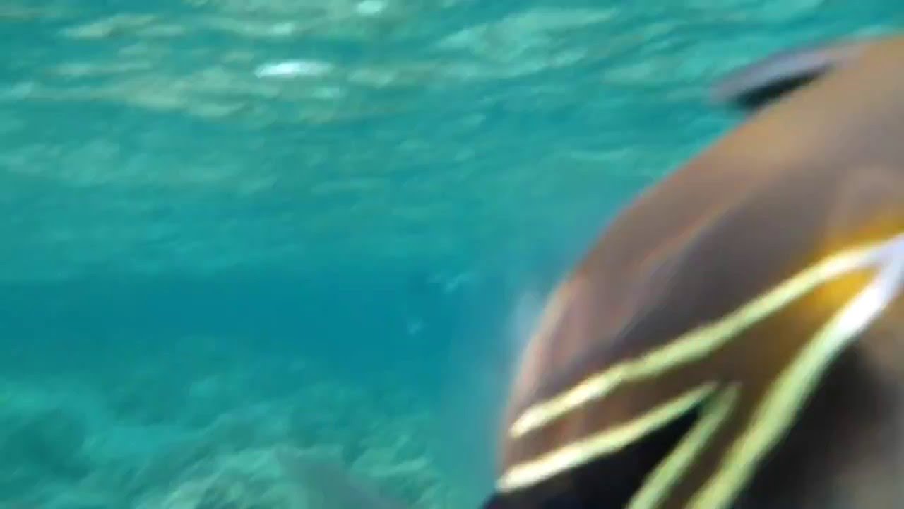 Triggerfish attack in Kahaluu Bay. - YouTube