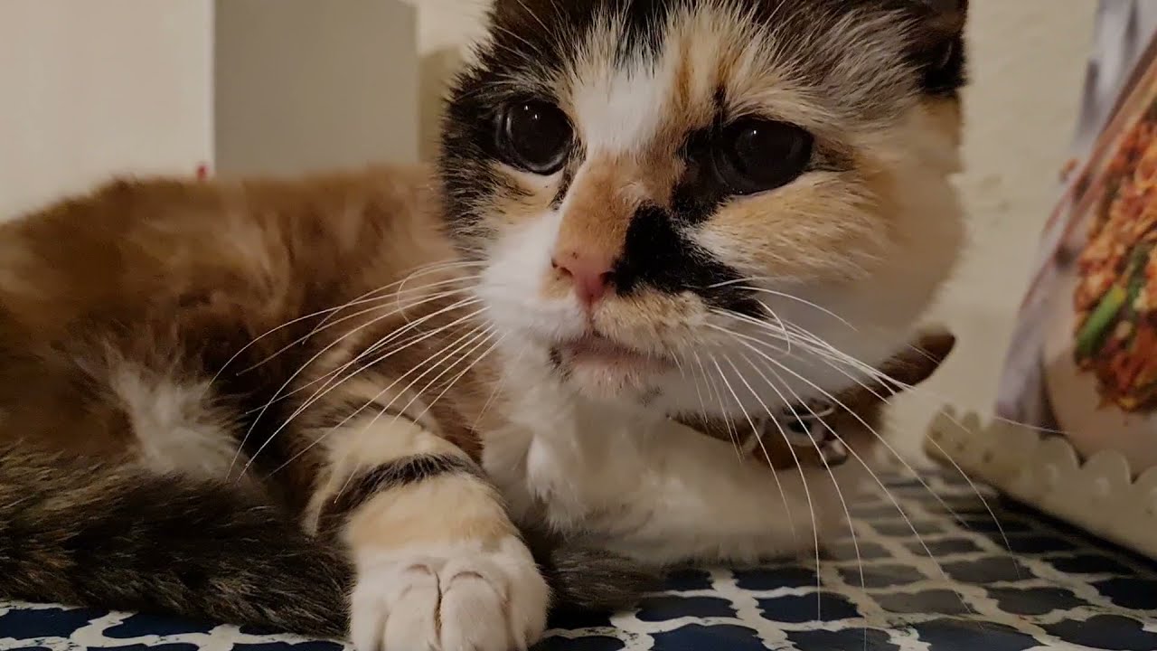 Cat has the softest, sweetest little meow - YouTube
