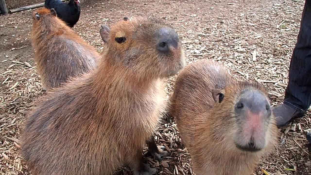 物怖じしないカピバラたち（サユリワールド）Capybara not to be afraid - YouTube