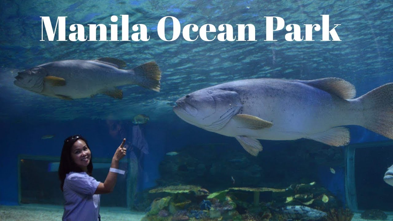 Manila Ocean Park - VISIT THE PHILIPPINES OCEANARIUM! SEA LION | SWIM ...