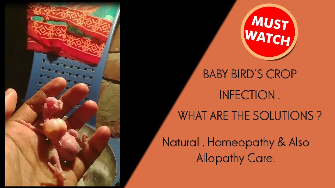 বেবি বার্ড ক্রপ ইনফেকশন। সমাধান কি? | Bird's Chicks Crop Infection.By ...
