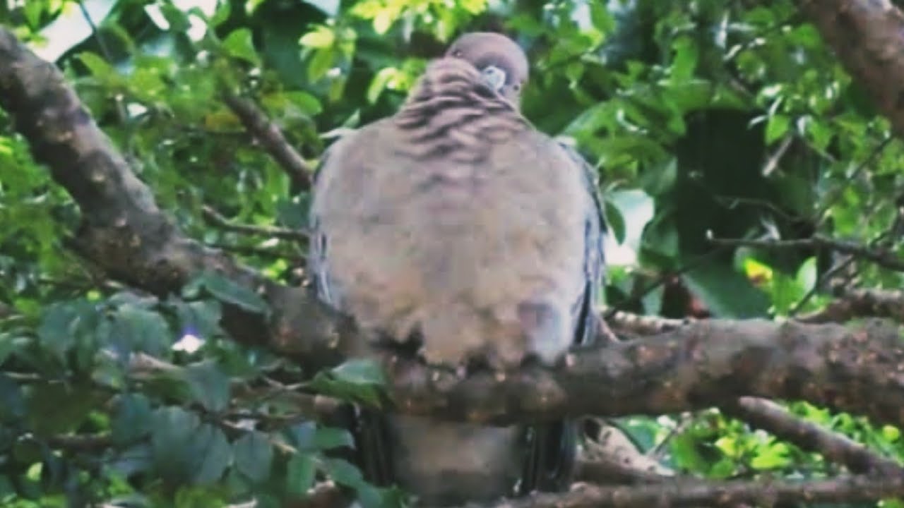 Filhote De Pomba-Asa-Branca Descansando - YouTube