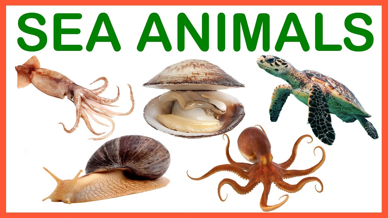 What are the names of sea animals | sea animals | samundri animal ...