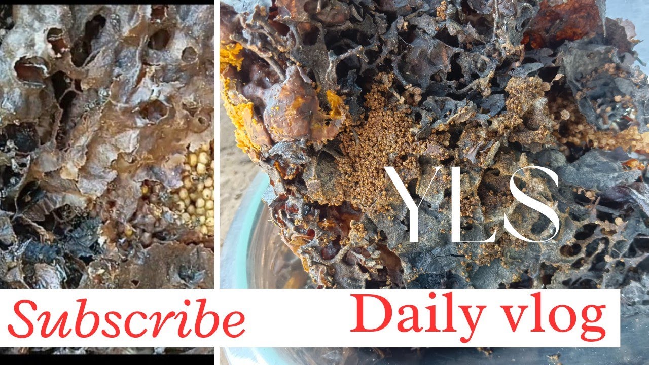How to harvest stingless bee/village adventure - YouTube
