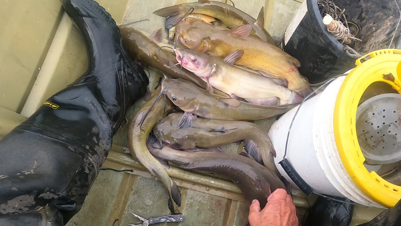 Surrounded by Catfish... Trotlining - YouTube