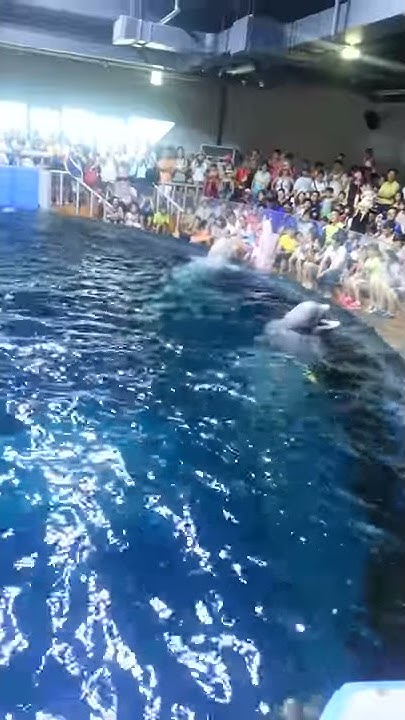 돌고래 초음파소리 돌고래 목소리 - YouTube