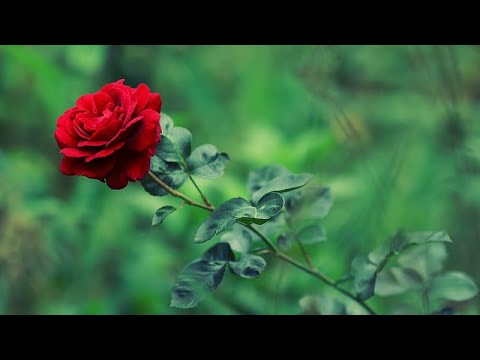 Beautiful Rose Flowers | 4k rose picture - YouTube