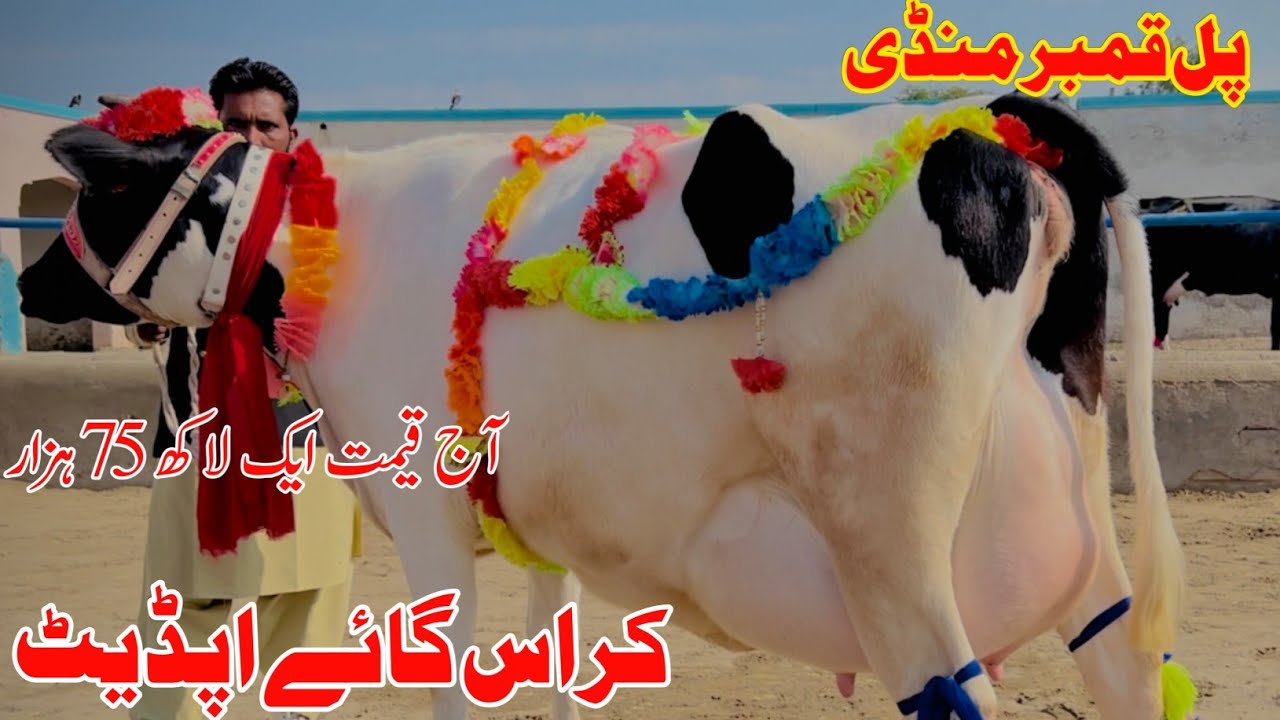 Today | Pull Qmbar Mandi Cross Cow update | Jersey Sahiwal Cow ...