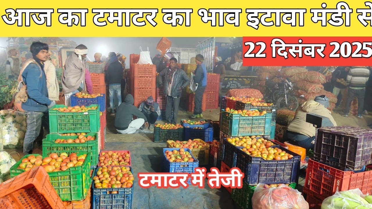 आज का टमाटर का भाव – 22 दिसंबर 2025 | Etawah Mandi Tomato Rate UP मंडी ...