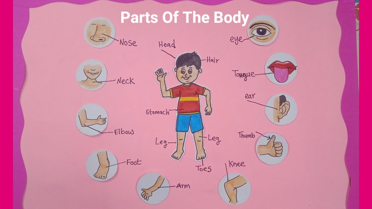 Parts of the body Drawing | Easy Drawing step by step | Human Body ...