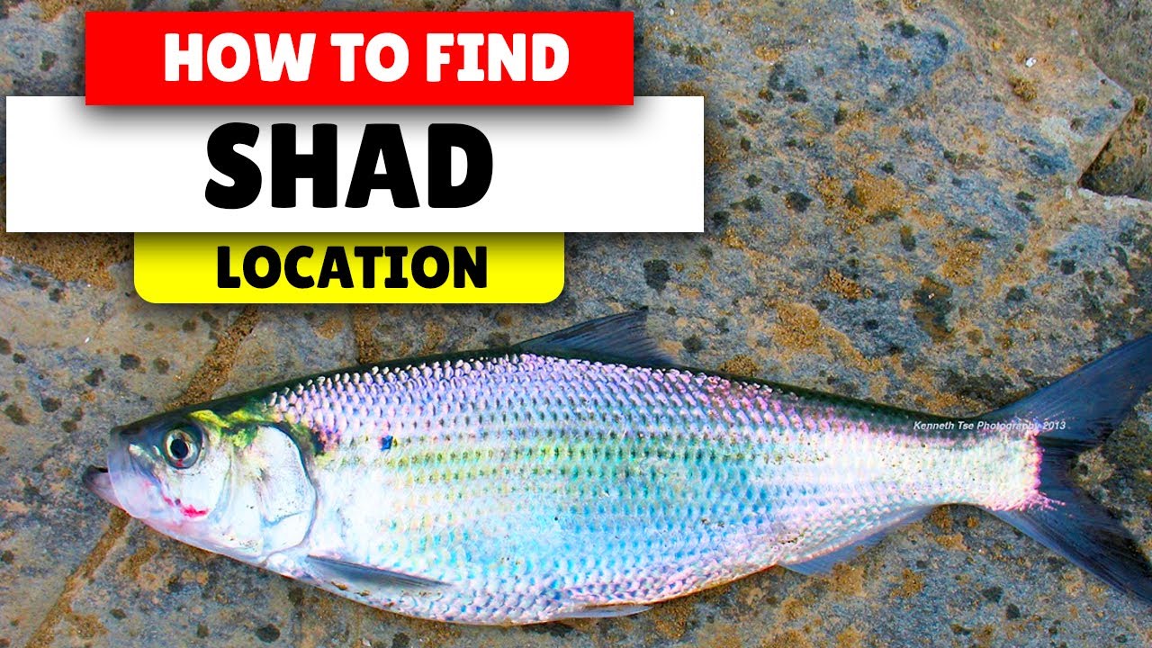 Assassin's Creed Valhalla How to find SHAD | Small-Regular-Big - YouTube