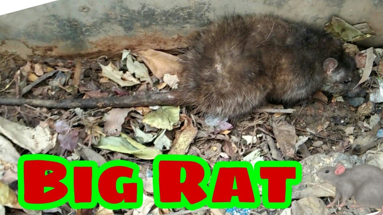 The Angry big rat and its loud voice,rat squeak sound effect,rat sound ...