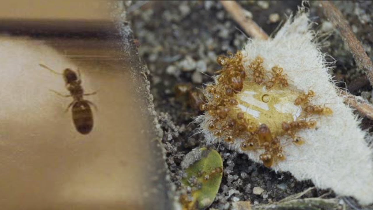 Backyard Ant Hunting - YouTube