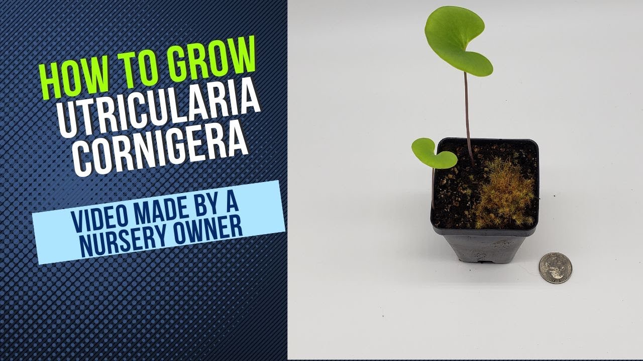 Utricularia Cornigera Grow Guide - YouTube