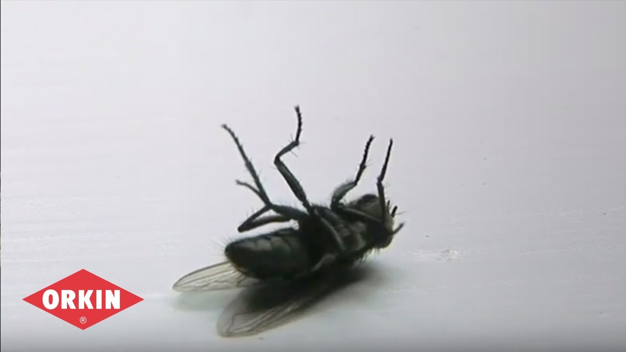 Bug Wisdom: What a Fly Can Teach Us | Orkin - YouTube