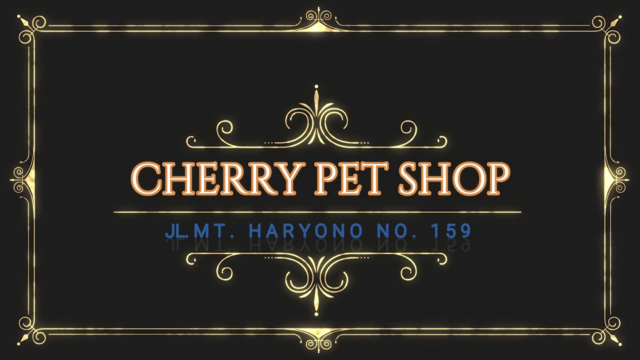 CHERRY PET SHOP PURWOKERTO, JAWA TENGAH [OFFICIAL VIDEO] - YouTube