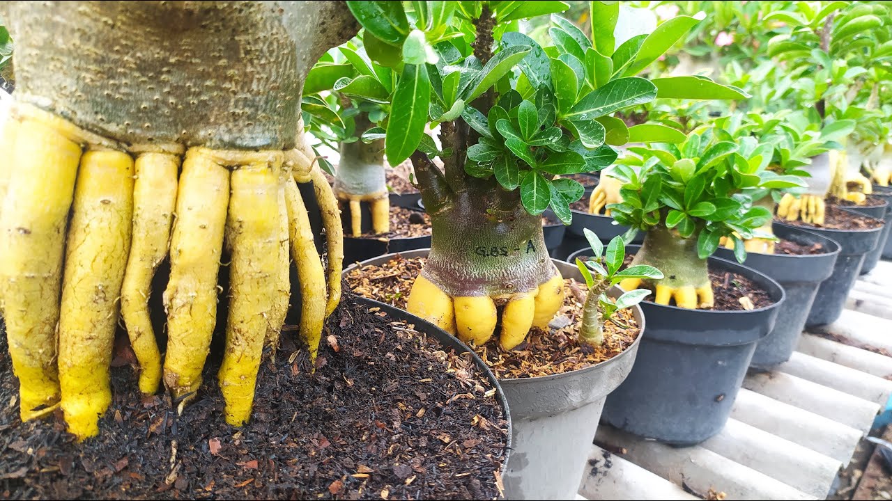 Making more beautiful adenium with golden roots using the root grafting ...