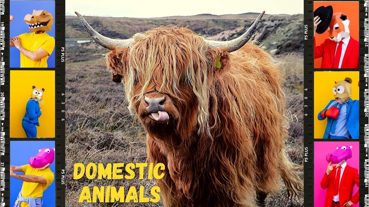 50 FUNNY Animal Sounds | COW | CATS | DOGS | SHEEP | TURTLE | ROOSTER ...