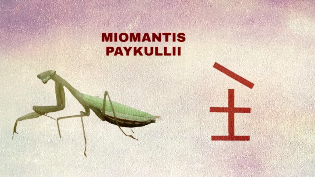 MIOMANTIS PAYKULLII: LA MANTIDE RELIGIOSA EGIZIANA - YouTube