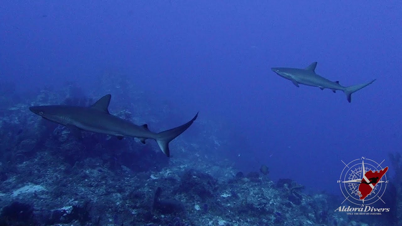 Aldora Divers - The best of Cozumel - YouTube