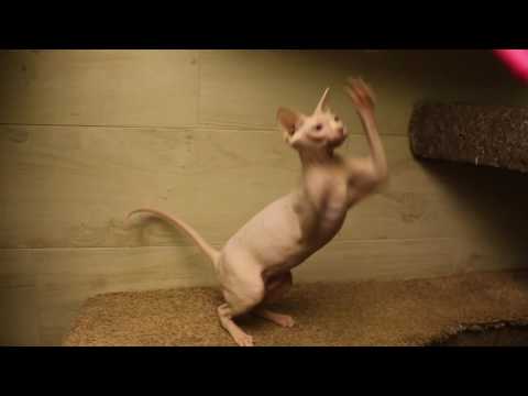 Adorable male kitten Sphynx Xsell for breeding and show or pet!