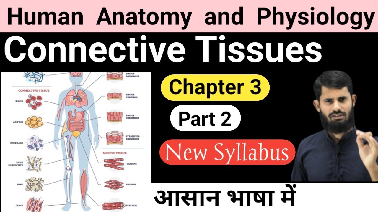 Connective Tissue || HAP chapter 3 part 2 || Types of connective tissue - YouTube