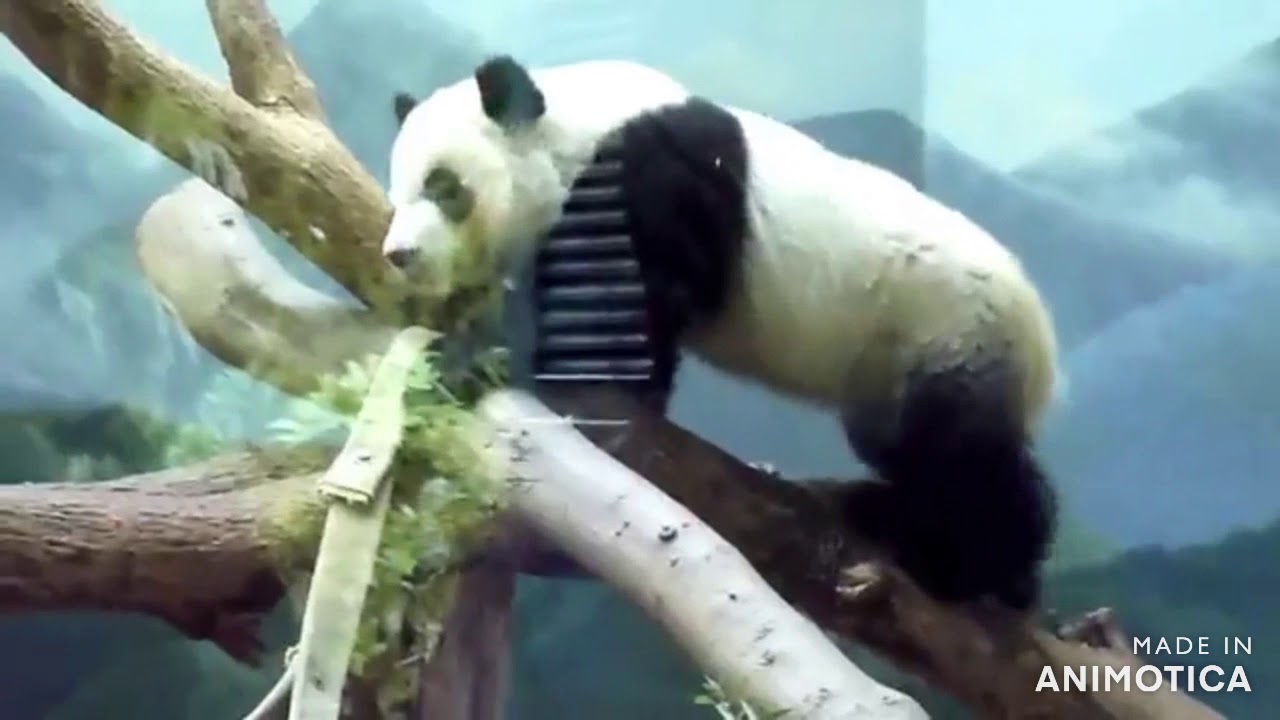 Clumsy and silly Pandas - YouTube
