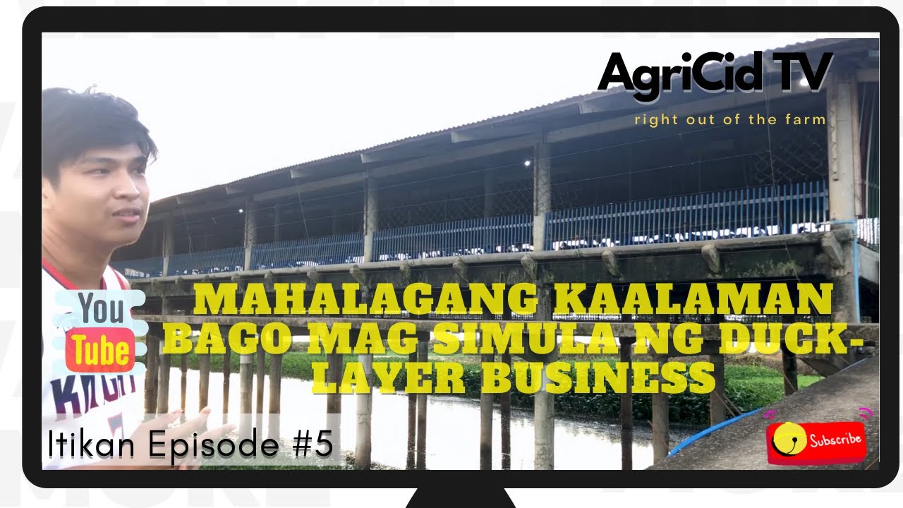 TIPS Bago mag simula ng Itikan | Agri business | Duck layer farming ...