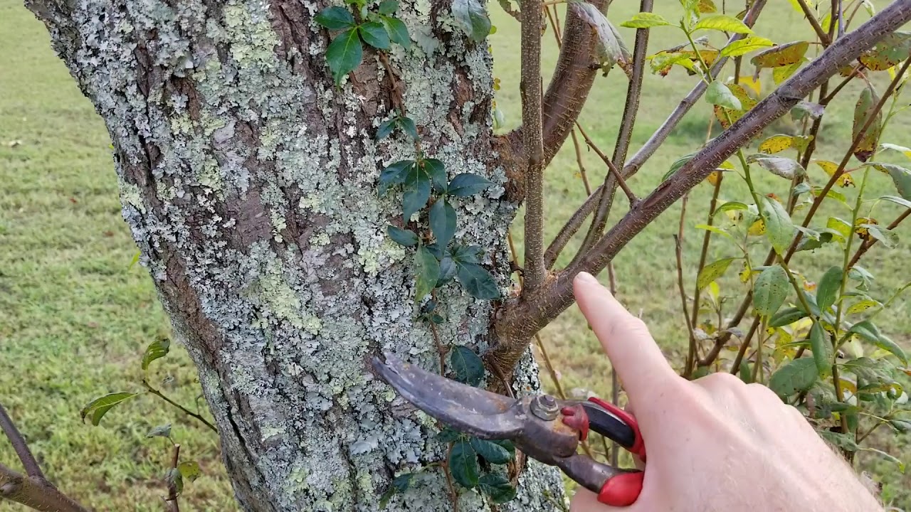 Rejuvenating An Old Plum Tree With Hard Pruning - YouTube