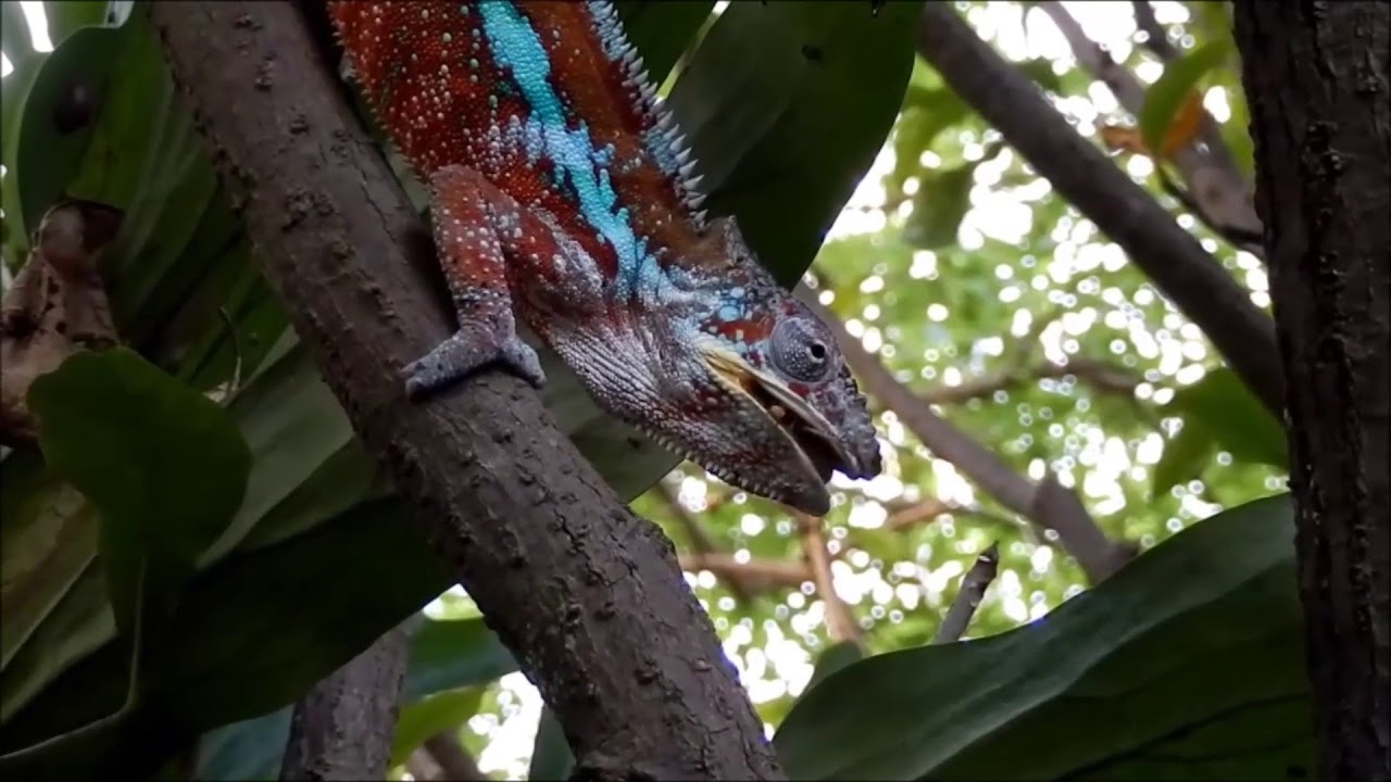 Chameleon Hunting For Food / Camaleón cazando / Animales / Wild animals ...