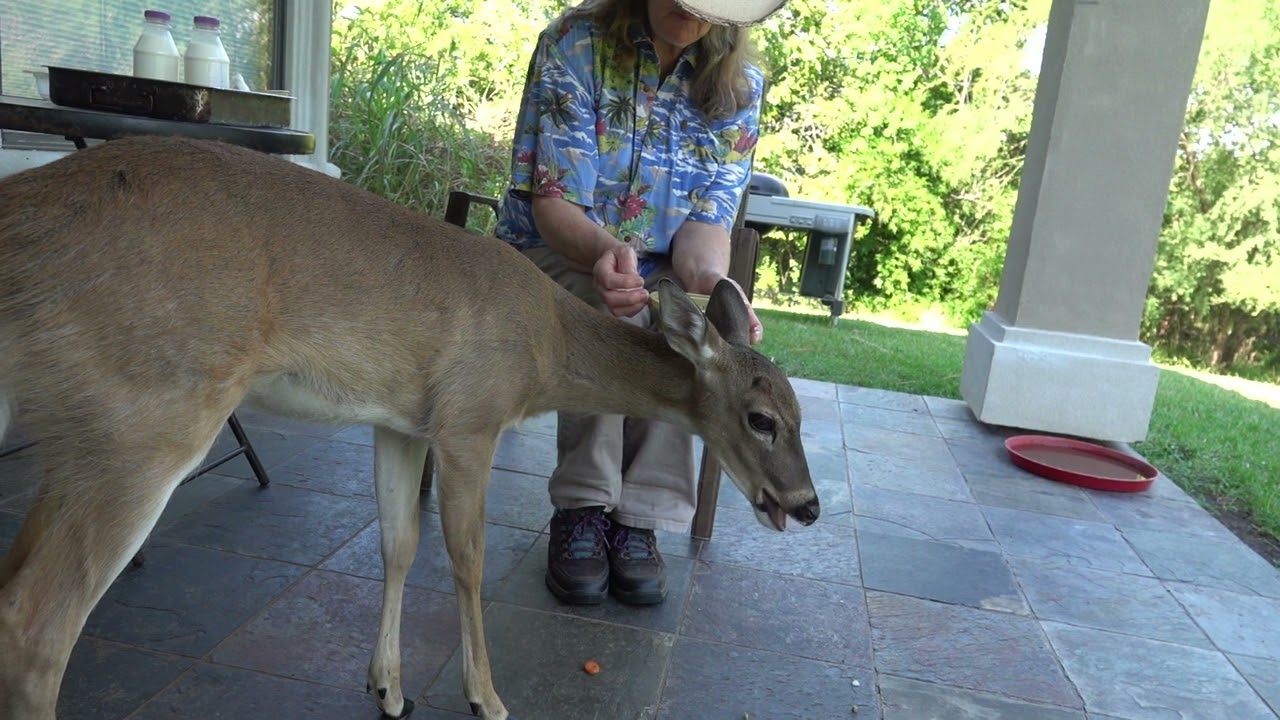 Breakfast with Bambi the Whitetail Deer Fawn (day 74) - YouTube