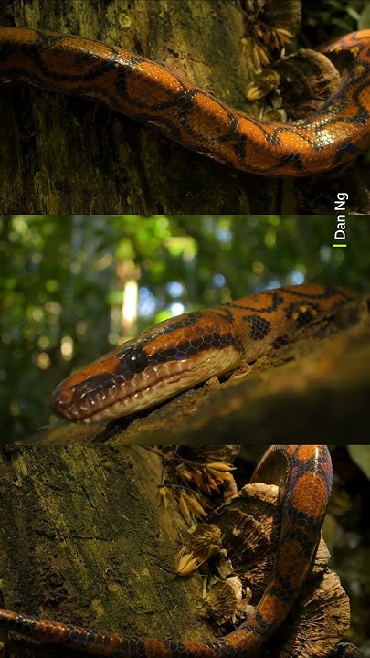 The rainbow boa: hunting mode activated 🐍 #Snake #Animals #Shorts - YouTube