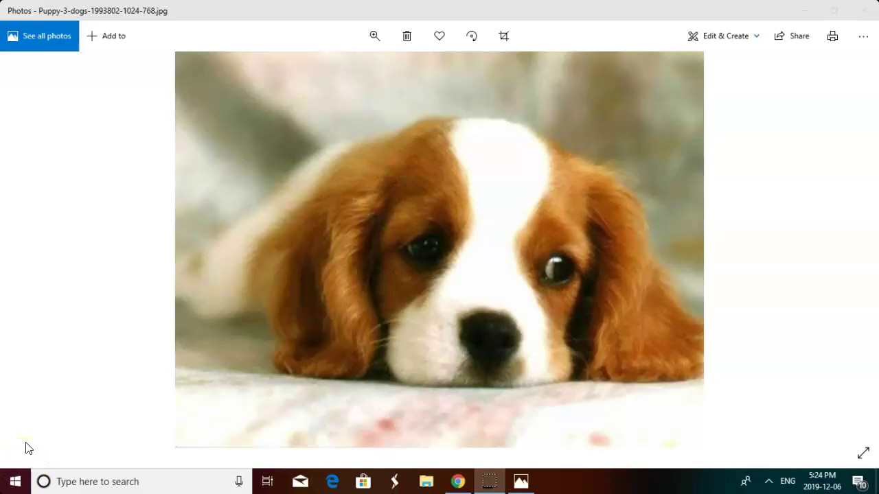 dog shape shifter - YouTube