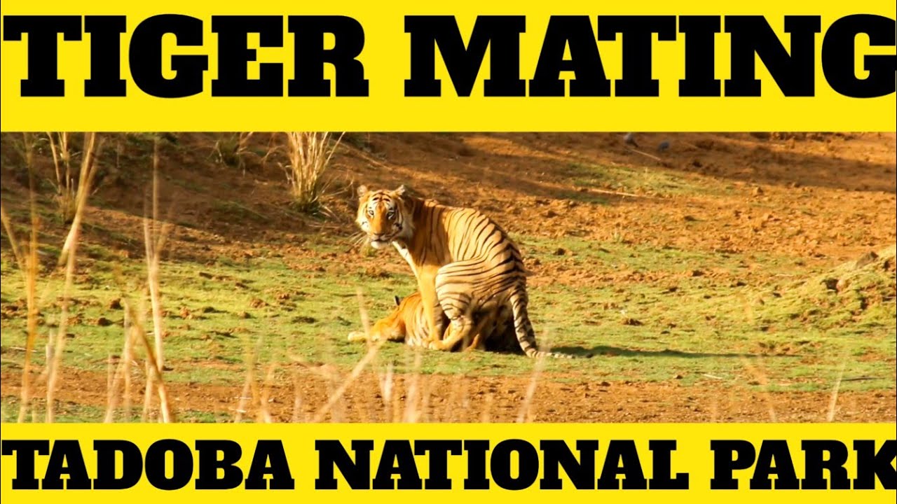 Tiger Mating EXTREMELY RARE MOMENT captured in 4K Tadoba National Park ...