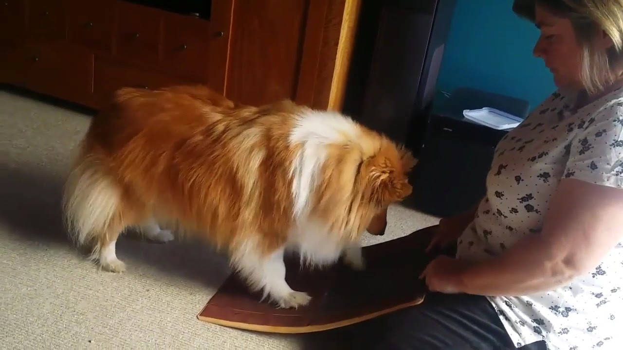 Dog Files Her Nails on an Emery Board - YouTube