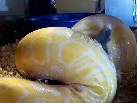 albino burmese python feeding video - YouTube