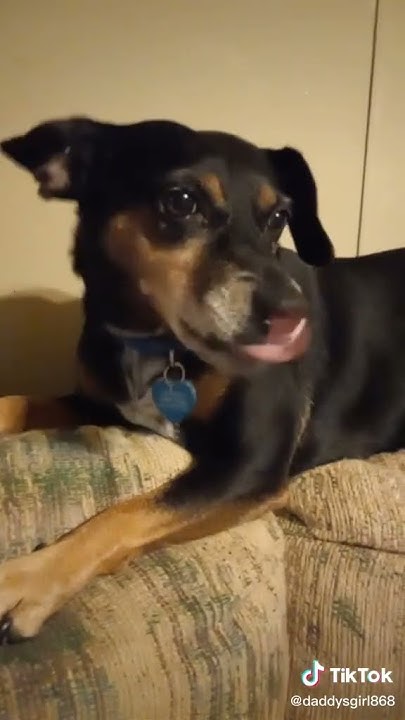 #dogshorts - YouTube