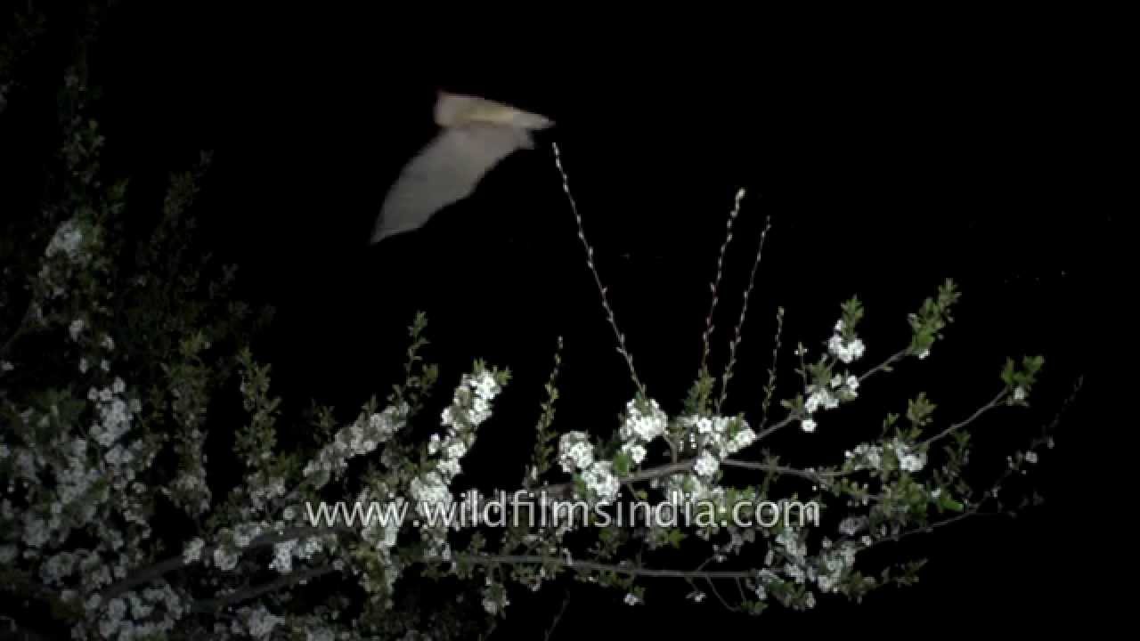 Himalayan bats around plum blossom, in slow motion! - YouTube